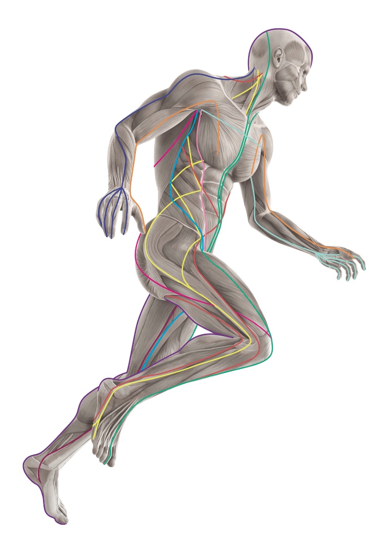 Anatomy Trains in Motion – Bergen Body Work